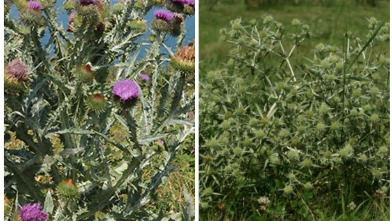 Scaiul Magaresc si Scaiul Dracului- beneficii, proprietati si ...