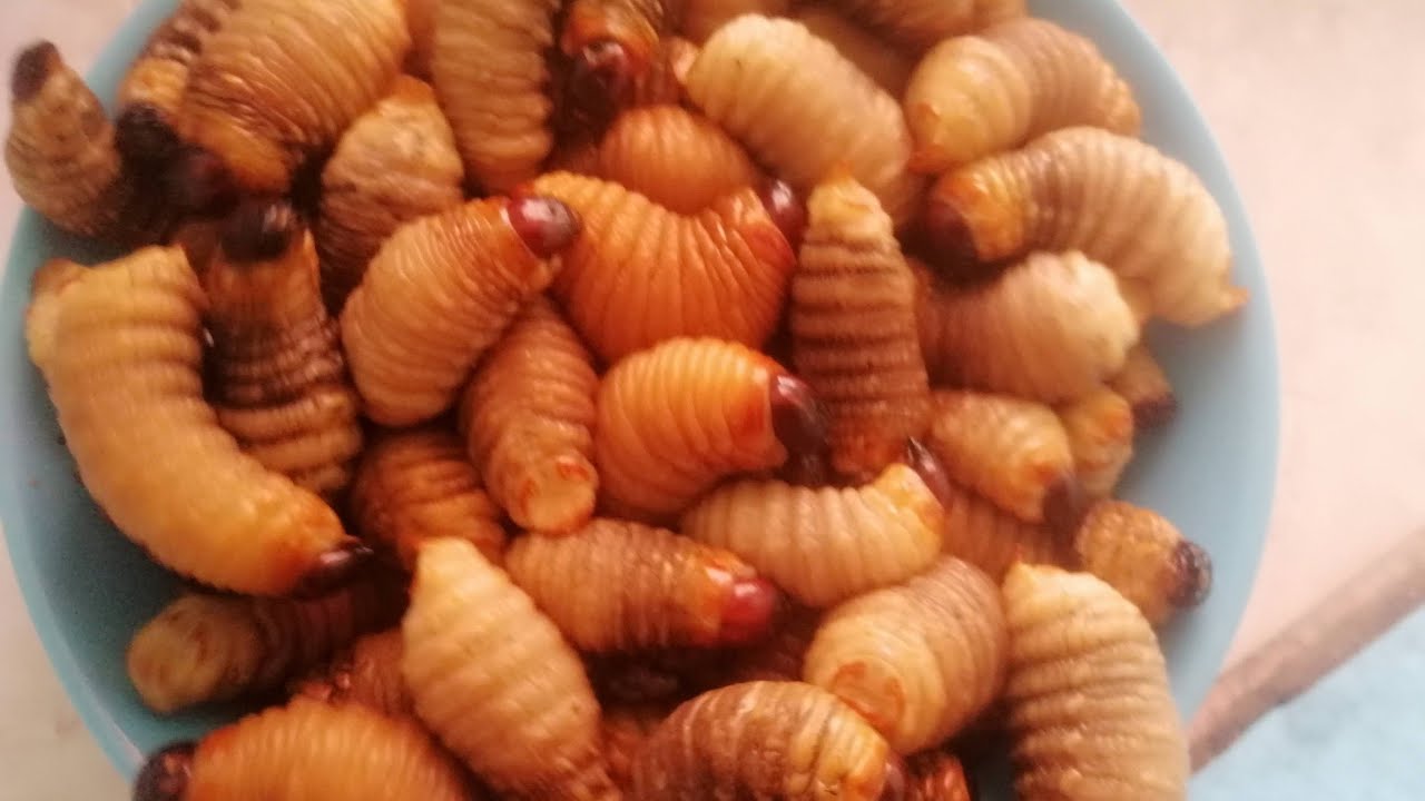 pre parando chonta curó y maitos - YouTube