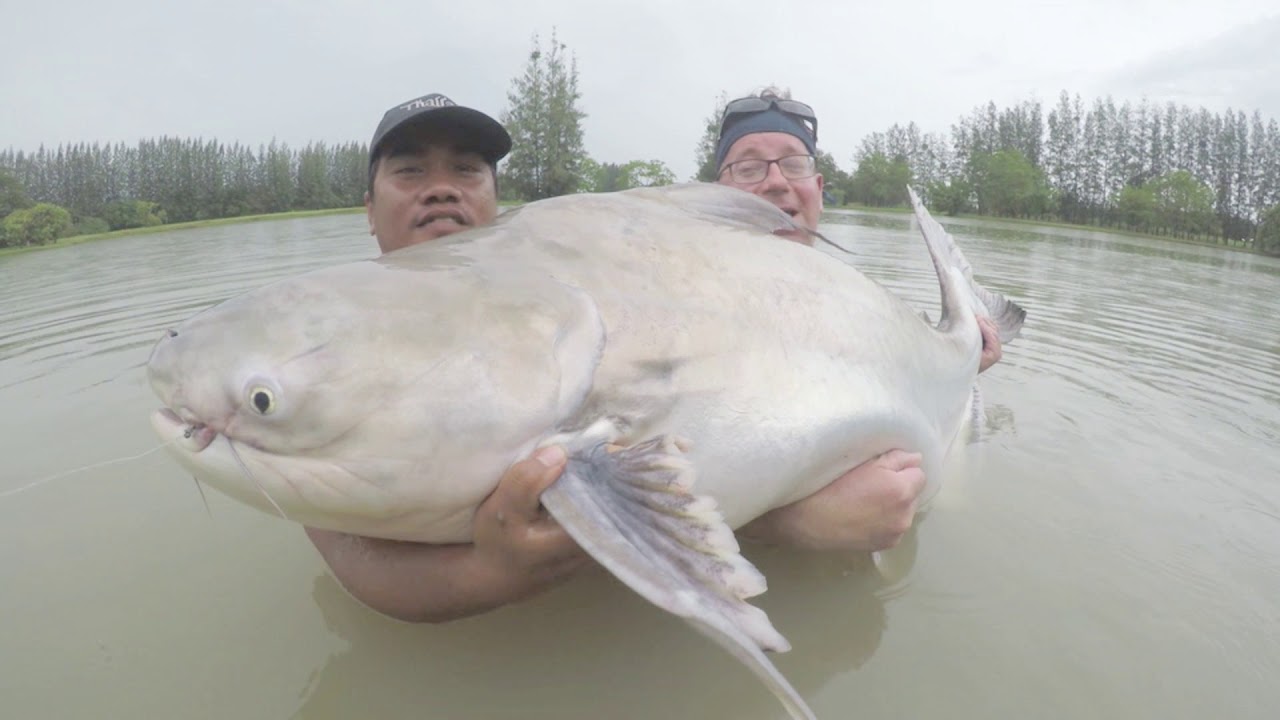 Fishing in Thailand Epic 100+lb fish! - YouTube