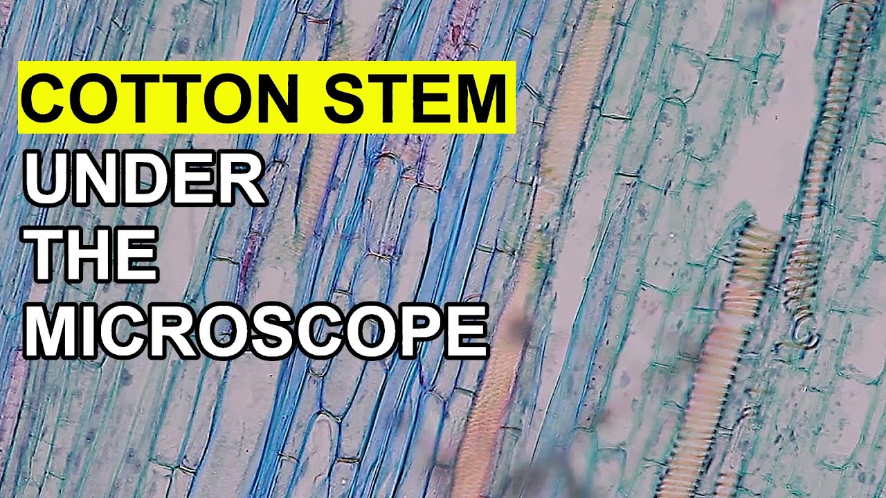 Cotton Stem Seen Through Microscope - YouTube