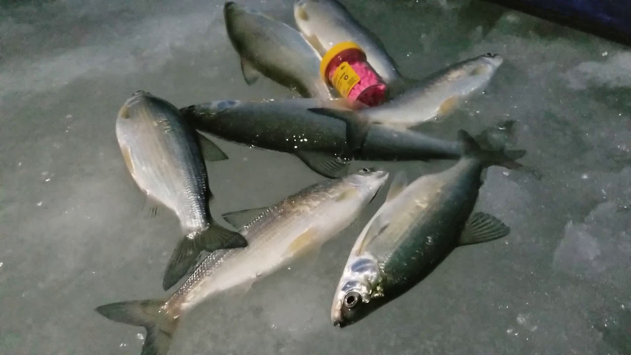 Tullibee Fishing - Nuv Ntses Dawb - YouTube