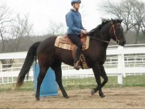 PSSM Type 2, Before diagnosis, trying a very early Western Dressage ...