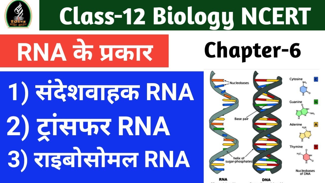 RNA की सम्पूर्ण Basic जानकारी ! RNA के प्रकार ! Class-12 Biology - YouTube