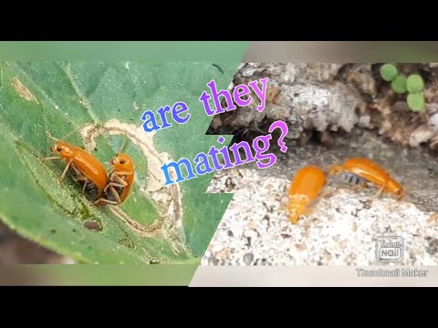 How do bugs mate? Caught on the Act - YouTube
