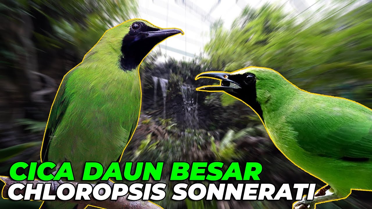 #03 | CICA DAUN BESAR. WADUH..! BURUNG BERTOPENG INI HAMPIR PUNAH DI ...