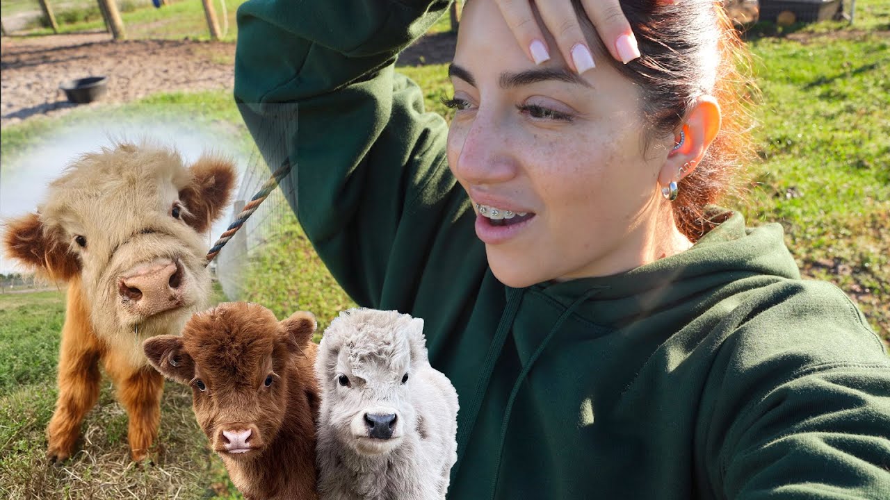 OMG! I Met my Mini Cow!! - YouTube