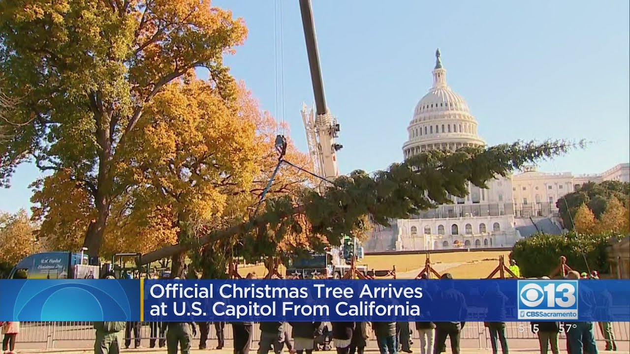 Official Christmas Tree Arrives At U.S. Capitol From California - YouTube