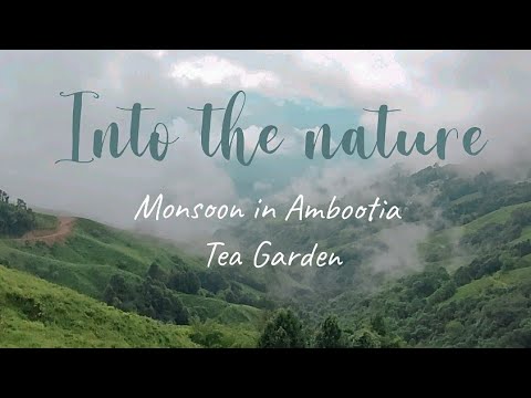 Into the nature - Monsoon in Ambootia Tea Garden || Cinematic video ...