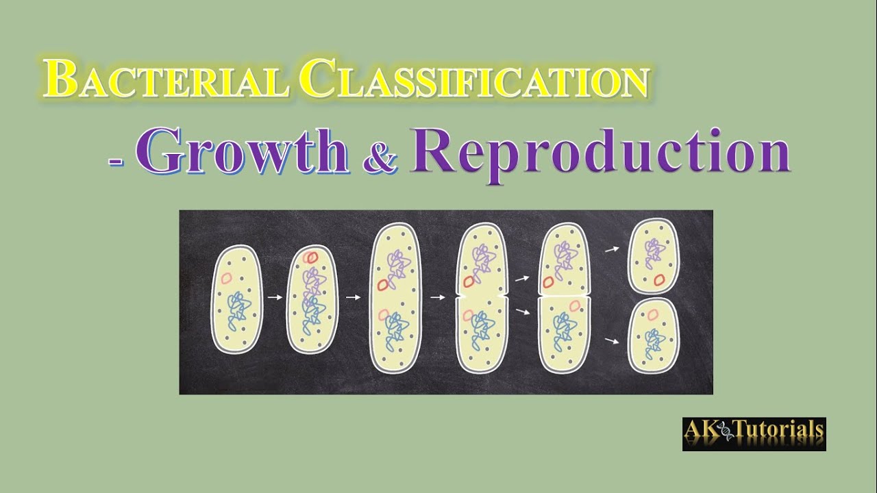 Lec 06: Growth & Reproduction of Bacteria - YouTube