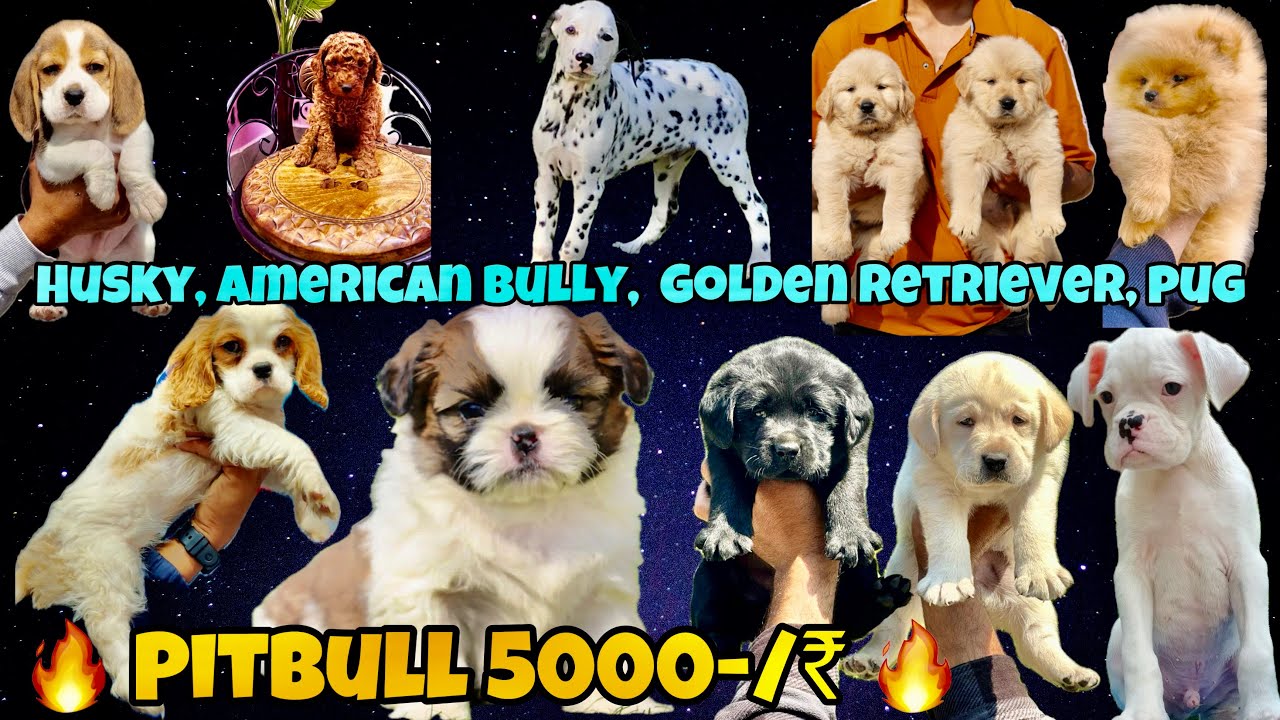 Cheapest Dogs Market In Delhi NCR | Husky Puppy | Dog in Cheap Price ...