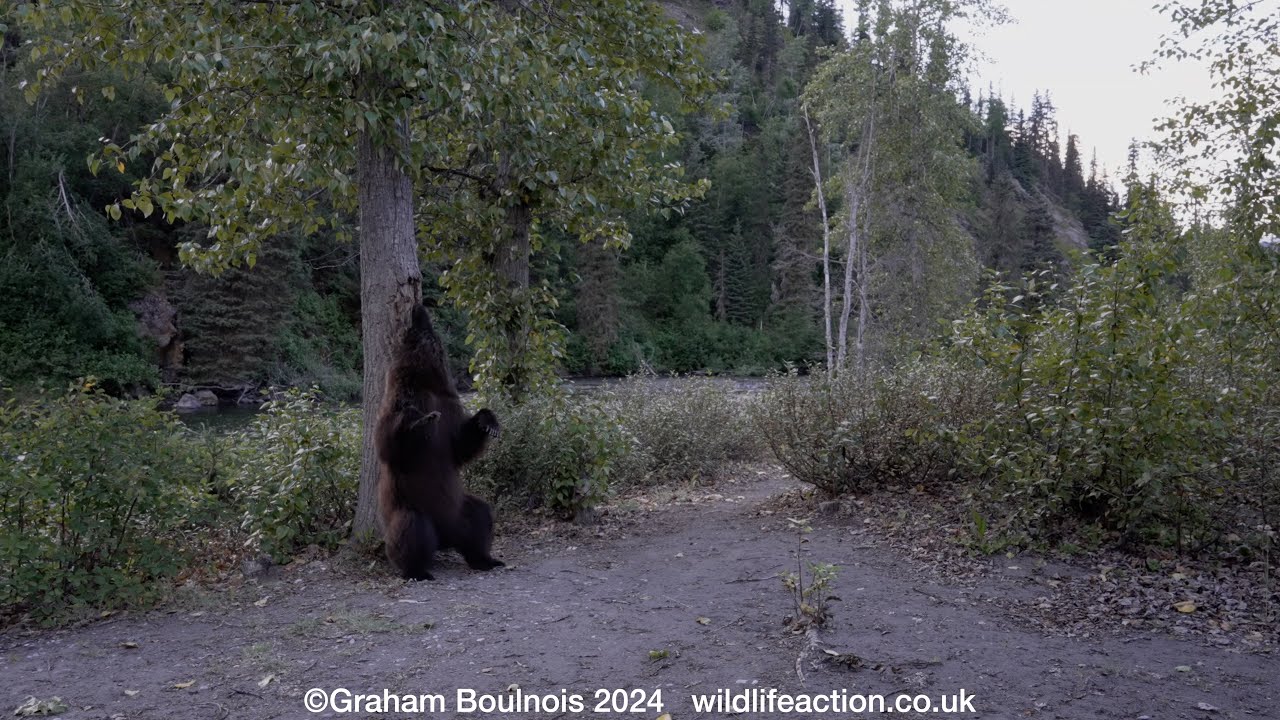Grizzly Bear has a good scratch - YouTube