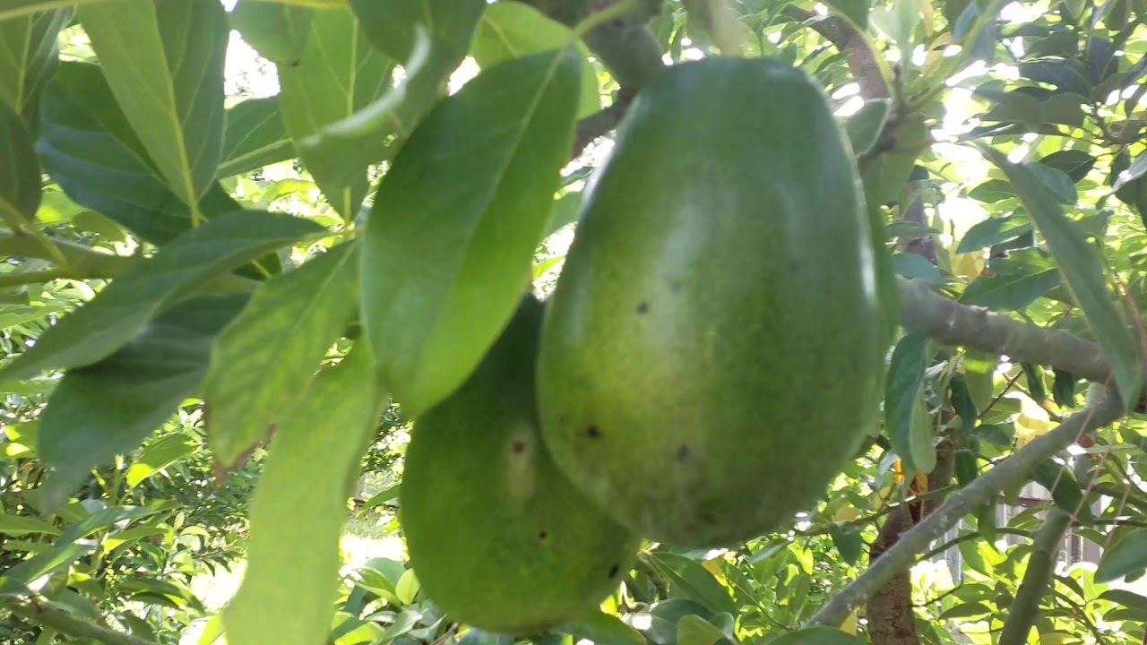 Texas Avocados - YouTube