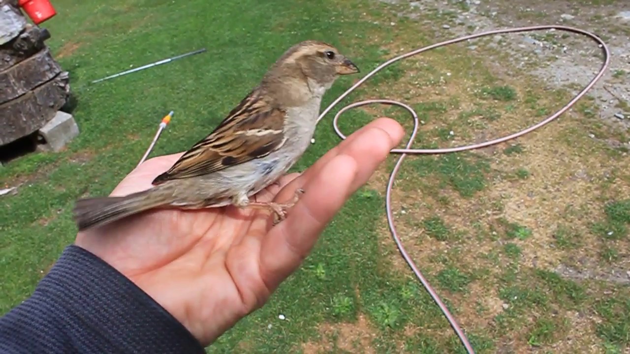 Sparrow in Hand - YouTube