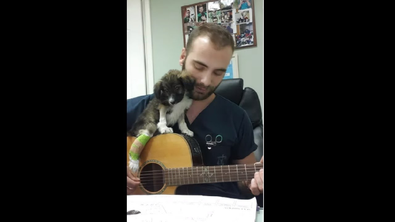 Vet Singing To A Lovely Little Puppy After Putting A Cast On His Leg ...