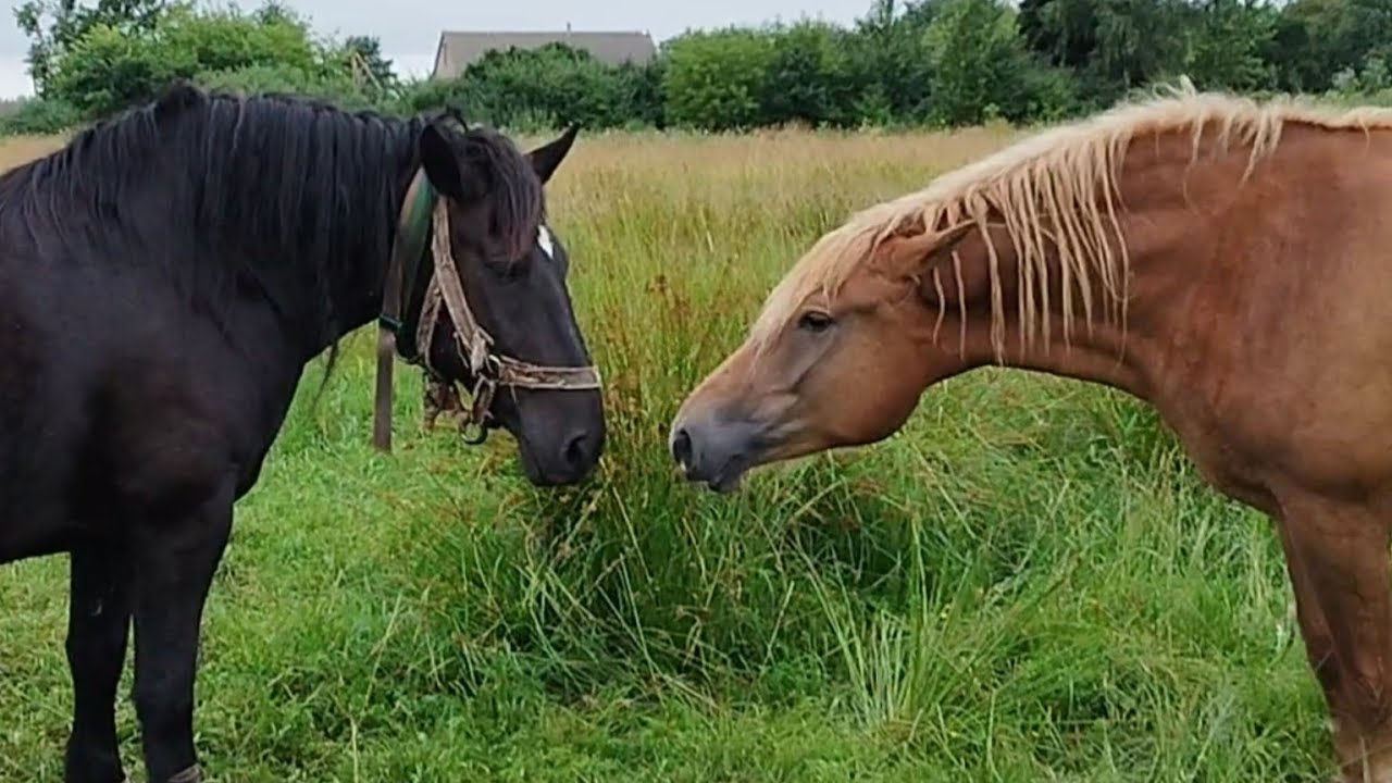 ЛОШАДИ🐎КОБЫЛЫ АЗА И МАШКА СДРУЖИЛИСЬ И ВСЁ ВРЕМЯ ВМЕСТЕ Youtube
