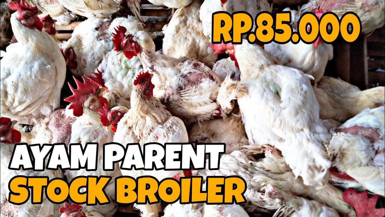 UPDATE HARGA AYAM PARENT STOCK BROILER 12 NOVEMBER 2022 PART 7 - YouTube