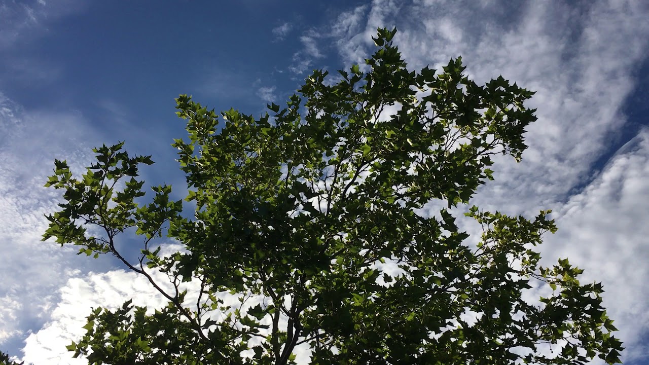 London Plane - crown- September 2018 - YouTube