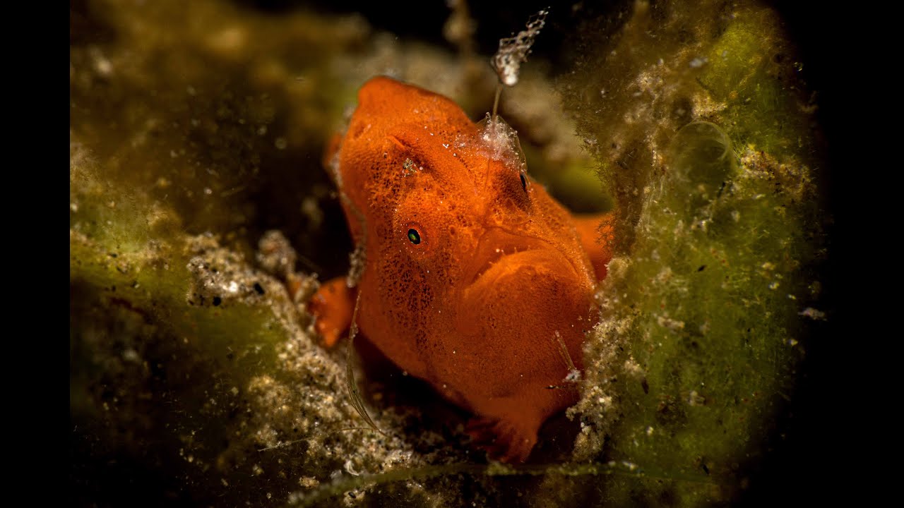 Orange Painted Frogfish Feeding 4K - YouTube