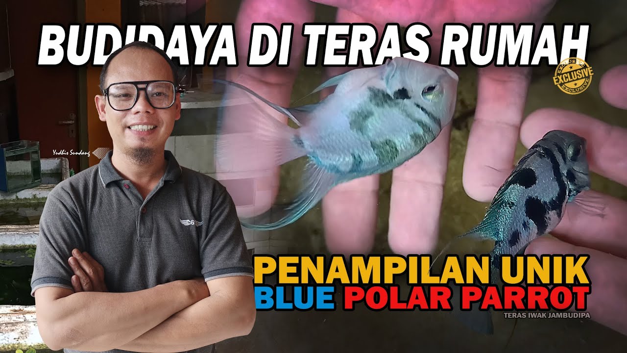MERAUP CUAN HANYA DARI TERAS RUMAH, BUDIDAYA IKAN BLUE POLAR PARROT ...