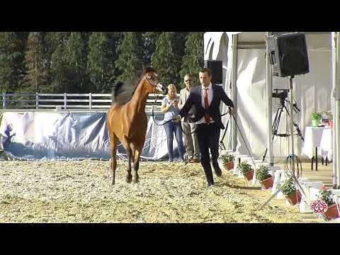 Arabian Horse Weekend 2020 Highlight