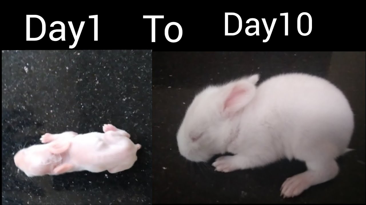 Baby Rabbit Growth From Day 1 to 10 Time Lapse. - YouTube