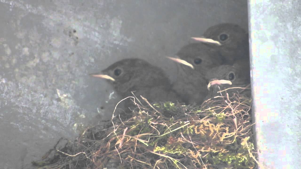 Nestje jonge vogels - YouTube