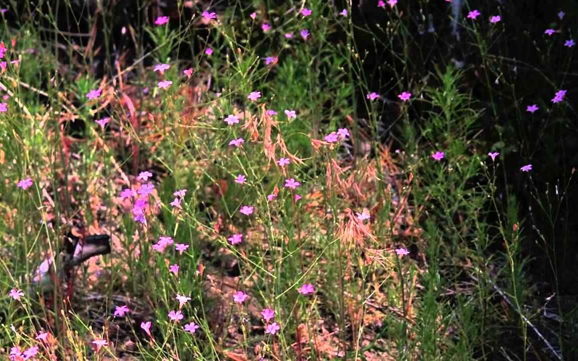 Idyllwild Nature Center -- Wildflower Festival - YouTube