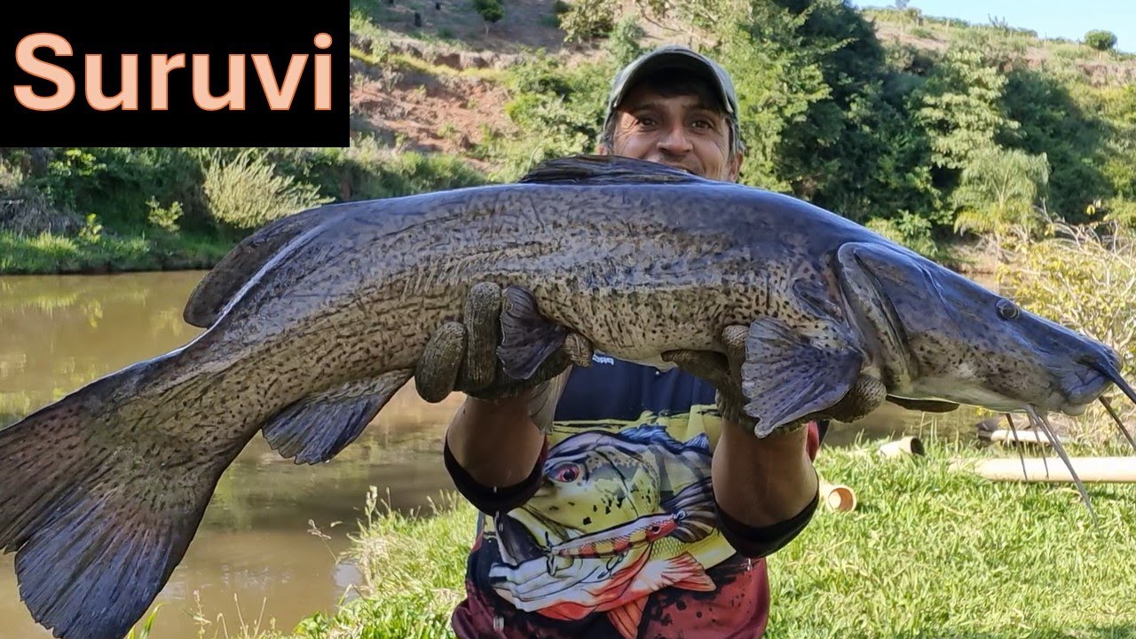 Espécies de Peixe do Brasil! Suruvi/Bocudo/Surubim do Paraíba. - YouTube