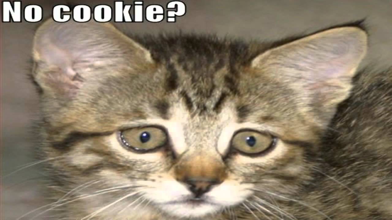 PAKISTANI FUNNY CAT - YouTube