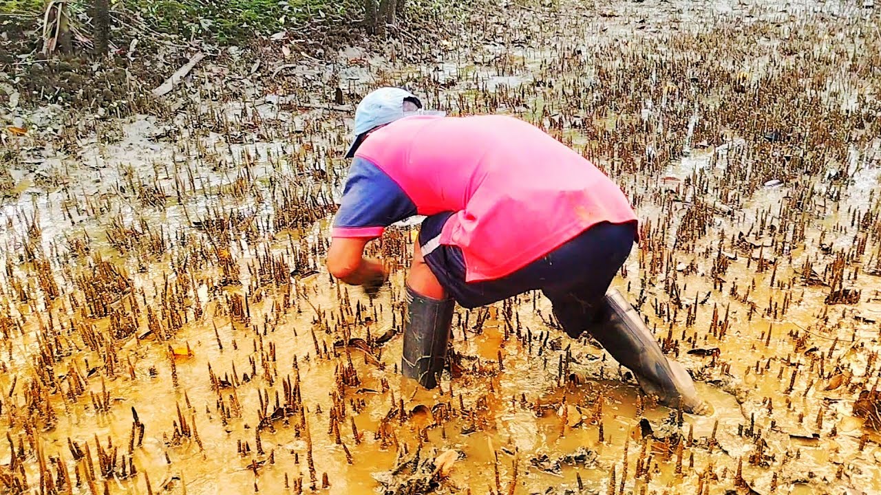 EL REY DE LA PIANGUA - ENTRE EL PELIGRO Y EL FANGO - YouTube