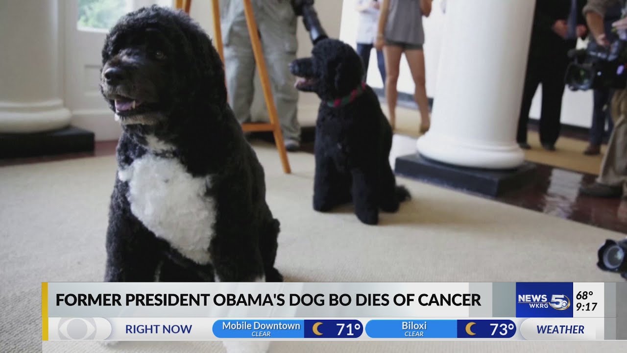 Former President Obama's dog Bo dies of cancer - YouTube