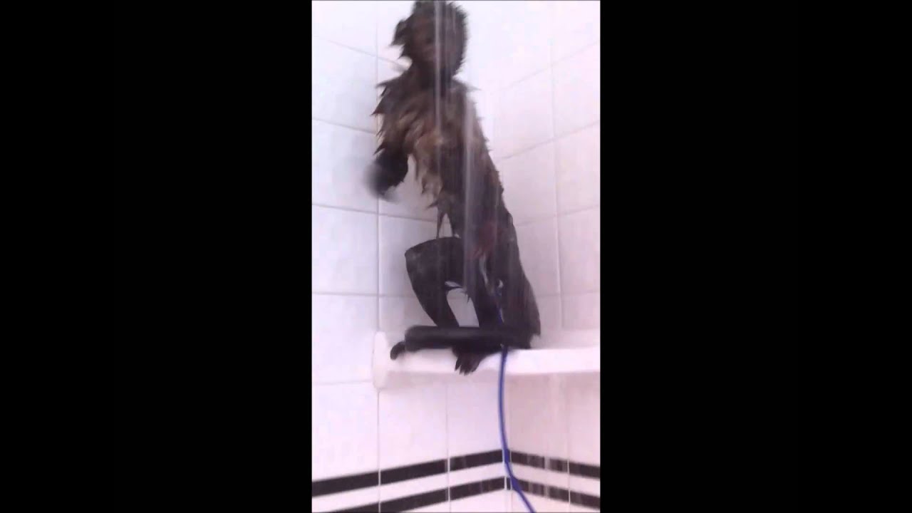 Mali Monkey takes a shower - YouTube