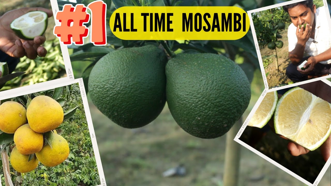 New Variety || All Time Mosambi || Baramasi Malta Mosambi || Veatnum ...