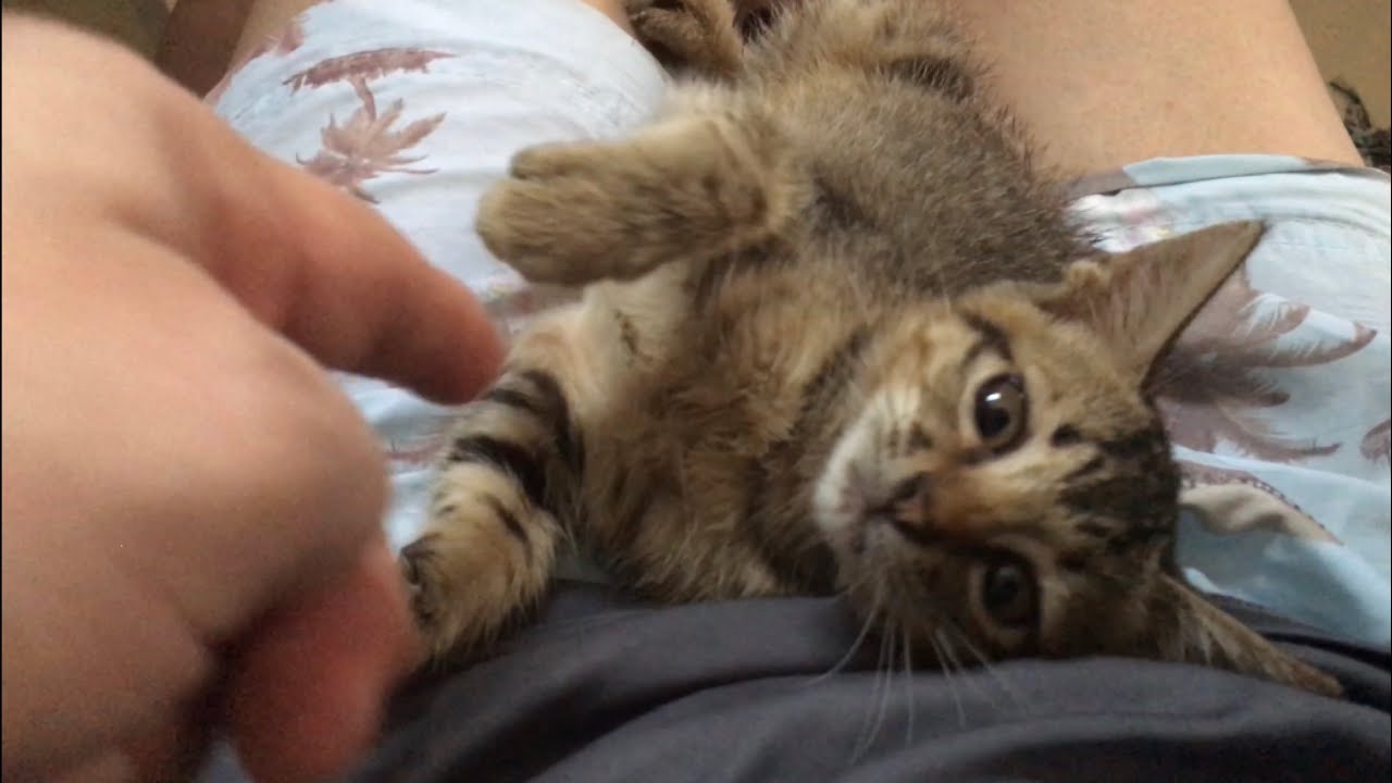 Pusa Pusa | Cats playing | Cute kittens - YouTube