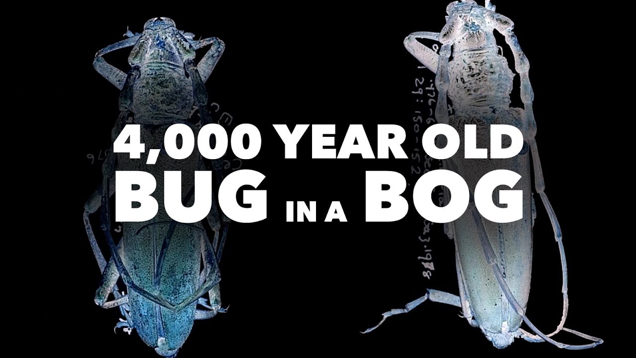 4,000 YEAR OLD BUG IN A BOG | Surprising find at the Natural History ...