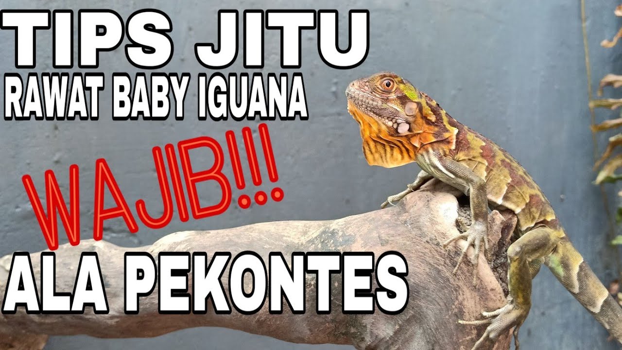 TIPS MERAWAT BABY IGUANA AGAR CEPAT BESAR || Simpel dan Mudah - YouTube