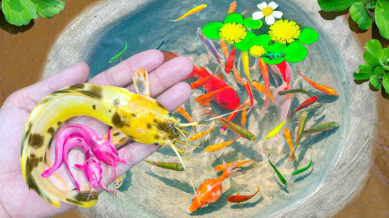 Catching Spanda Catfish Nests In Giant Colorful Eggs, Blue Pomfret ...