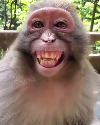 Laughing Monkey #hoaky #khicuoi#carpfishing #nature - YouTube