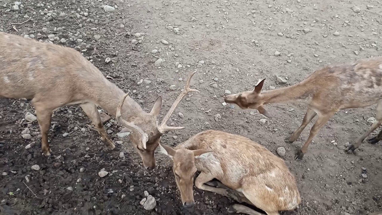 vlog di kebun rusa trowulan - YouTube