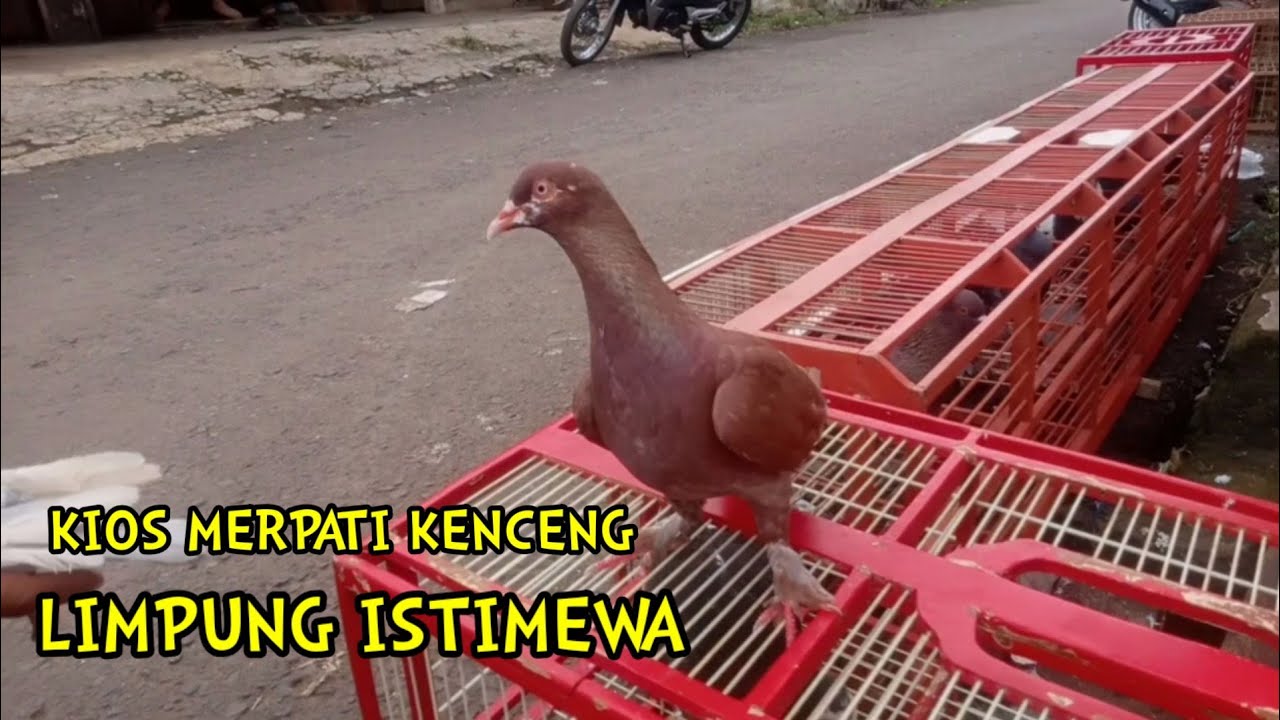 TERBARU!! SURVEY HARGA MERPATI PASAR LIMPUNG BATANG JAWA TENGAH - YouTube