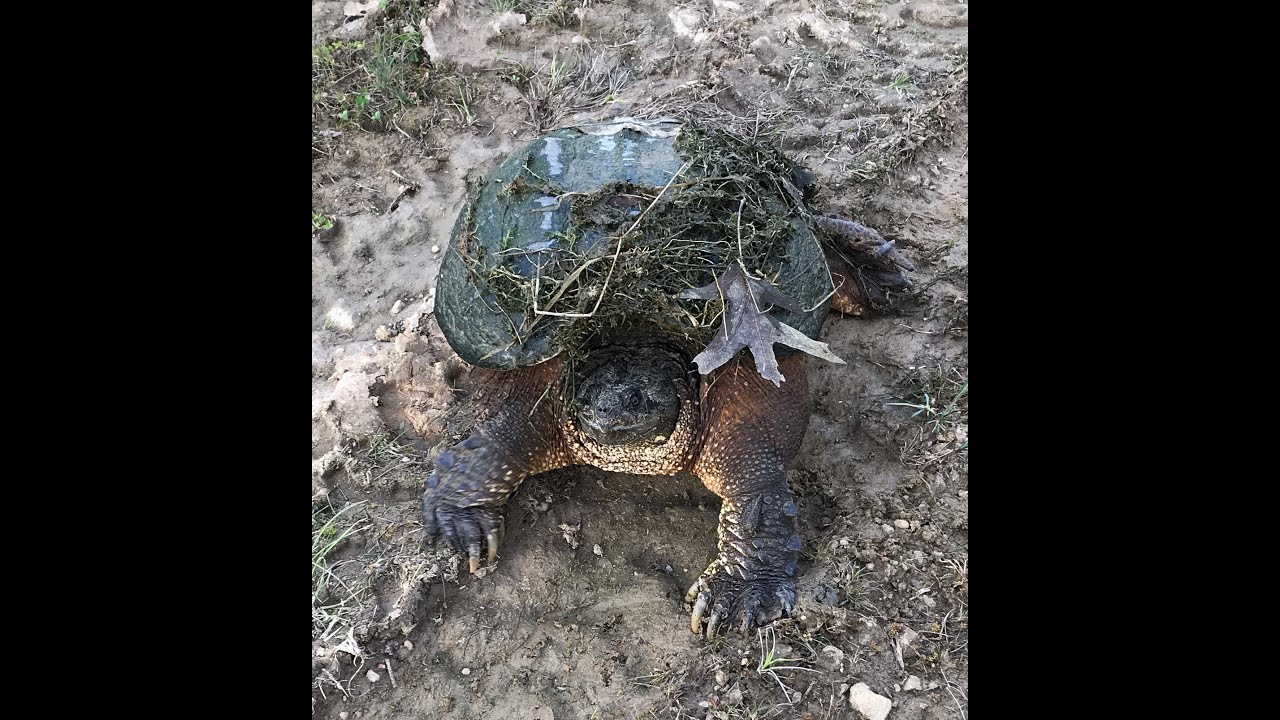 Snapping Turtle Discovery In Wisconsin - YouTube
