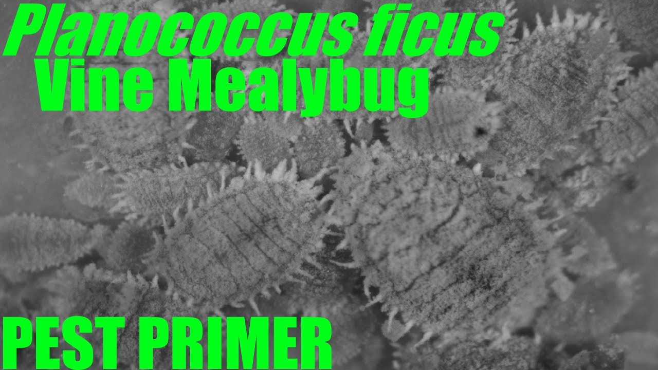 Planococcus ficus [Vine Mealybug] #PestPrimer - YouTube