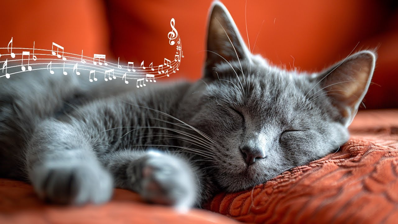 Calming Cat Music: Healing Melodies to Help Your Cat Sleep Peacefully ...
