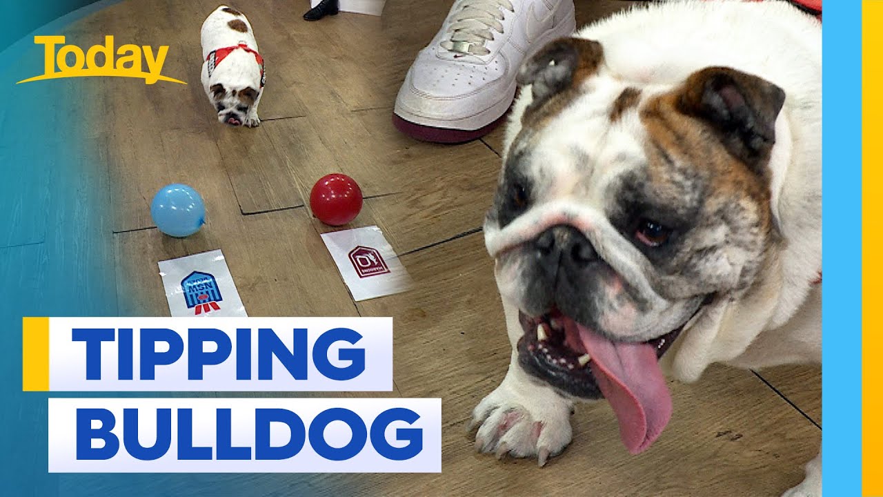 Gnocchi the tipping dog predicts who will win Origin decider | Today ...