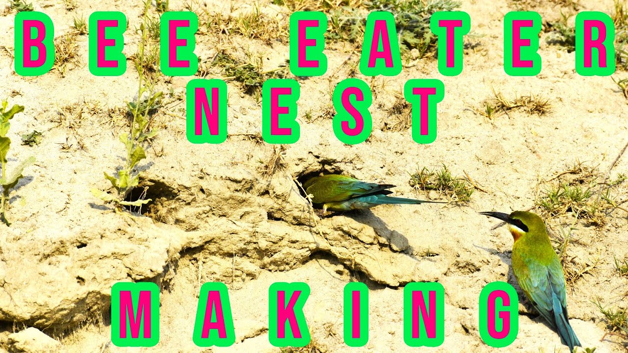 Bee eater nest digging II Beautiful bird making nest in soil II Bee eater making home II 4K ...