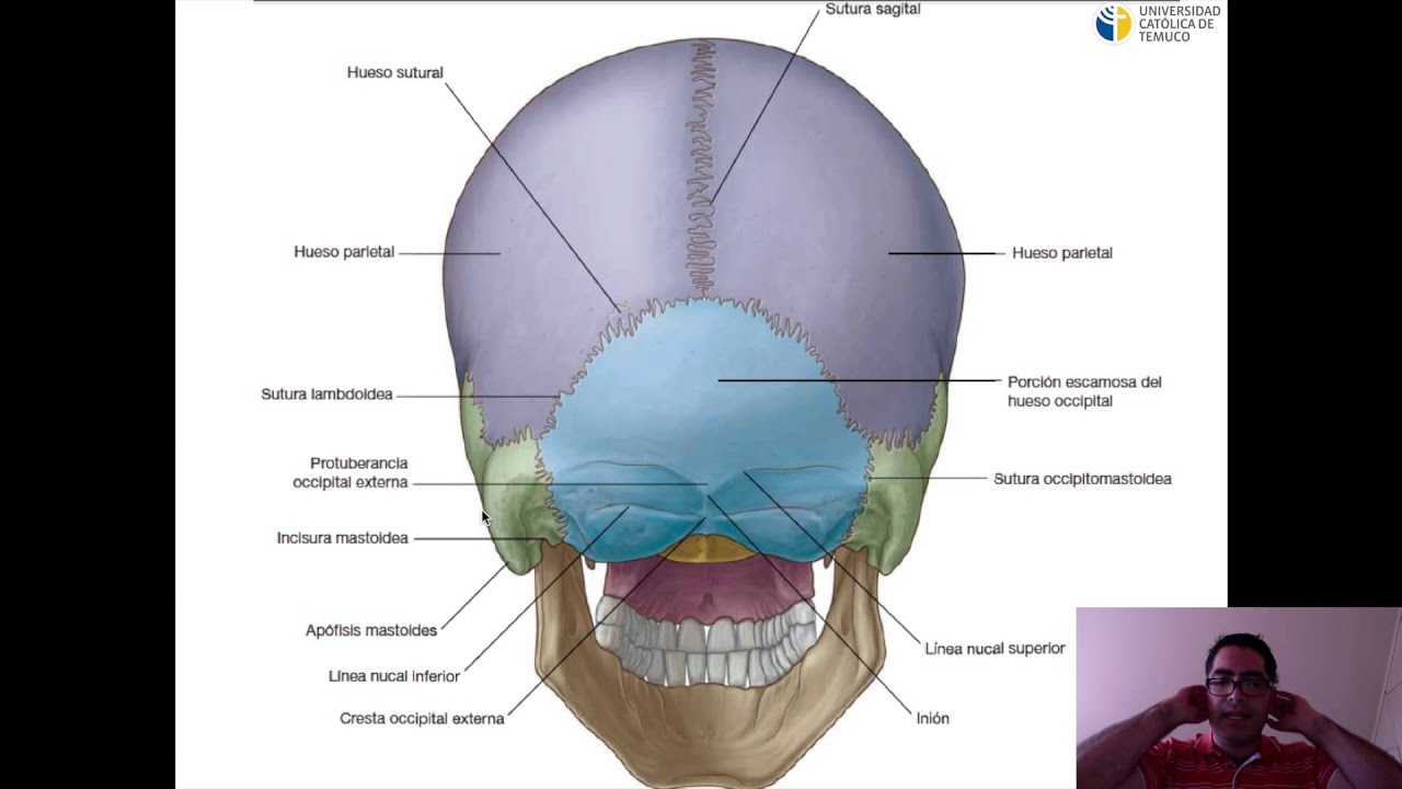 Hueso del Cráneo - YouTube