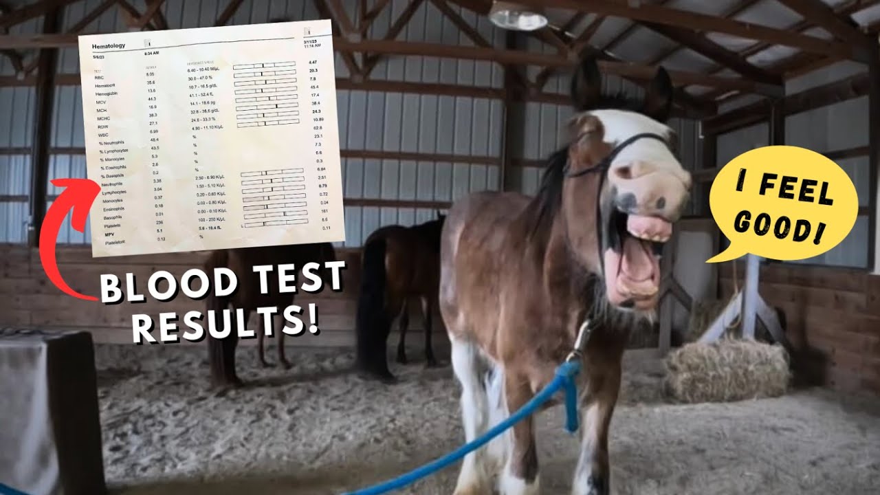 Rescue Horse Follow Up Vet Appointment! - YouTube