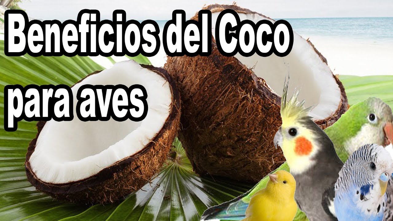 El Coco para Pájaros, Canarios y Exóticos - YouTube