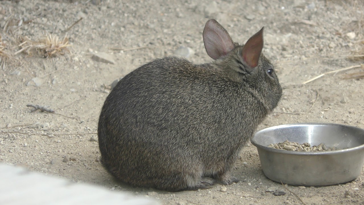 Volcano Rabbit Zoos In Japan Volcano Rabbit, Higashiyama Zoo, Nagoya