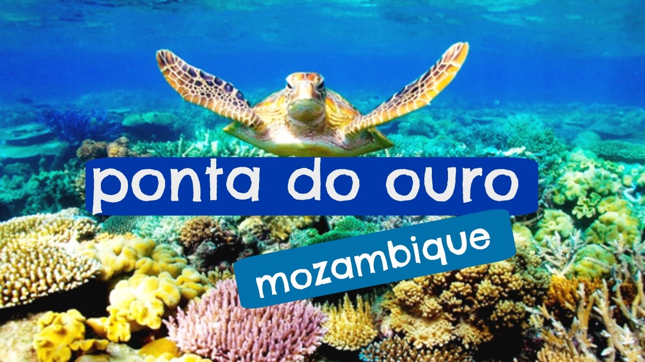 Scuba diving: In Ponta do Ouro Mozambique - YouTube
